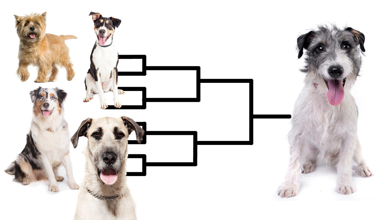 Estimating Inbreeding